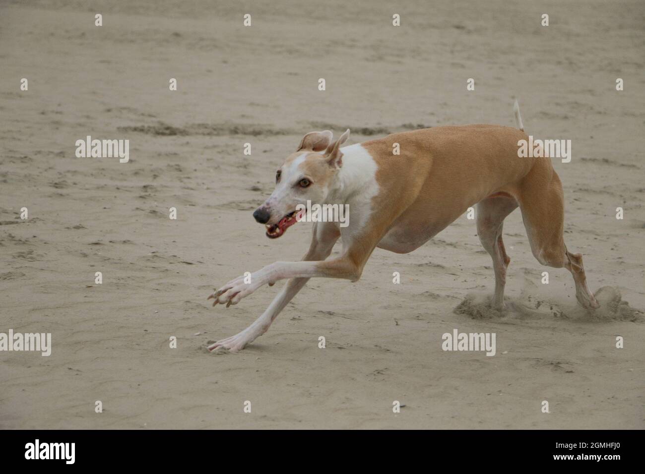 A Spanish Greyhound running on a sandy beach Stock Photo - Alamy