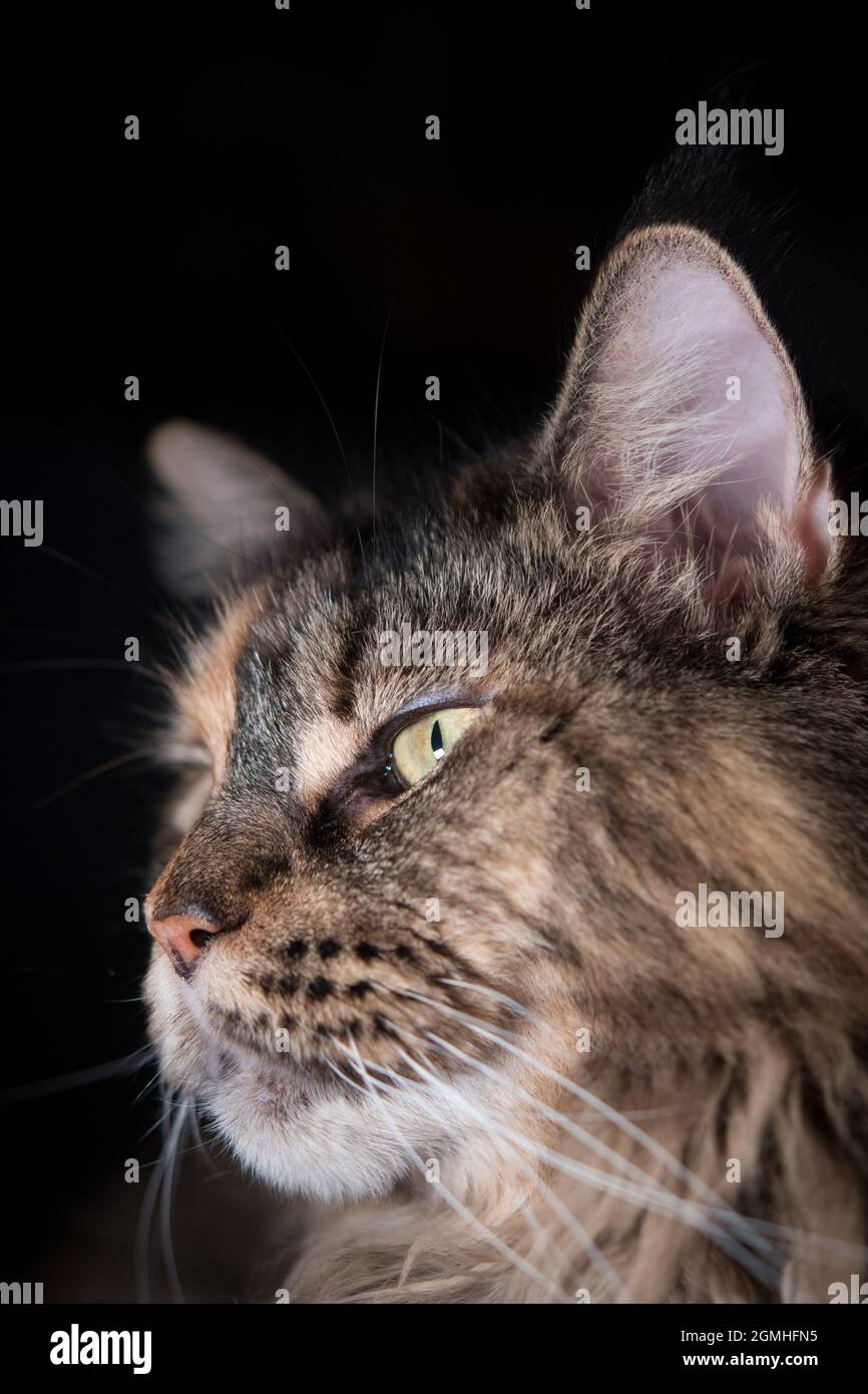 Maine Coon Cat Portrait Stock Photo - Alamy