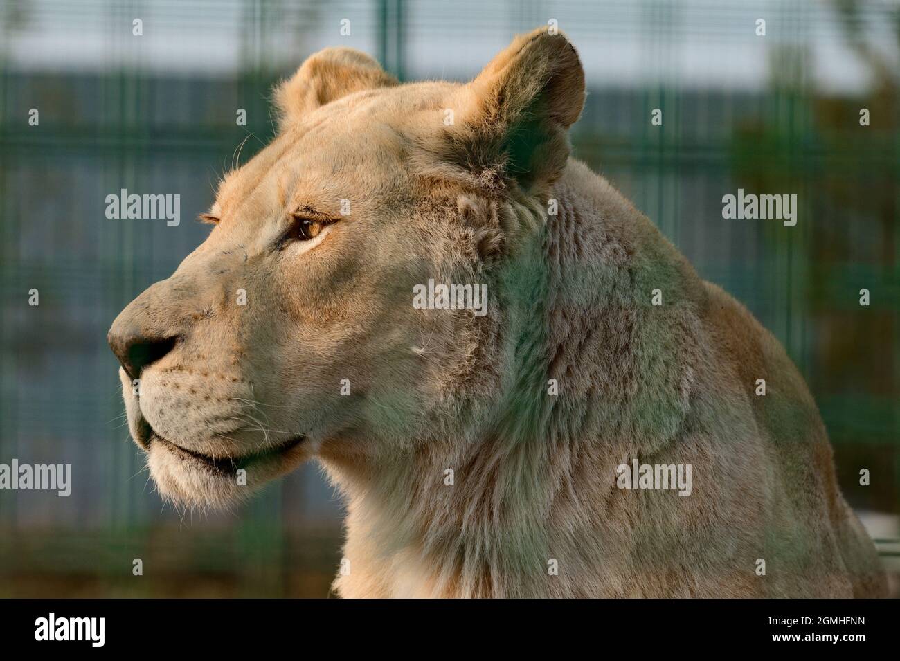 Rare and endangered species of white lions, the zoo and animal life in ...