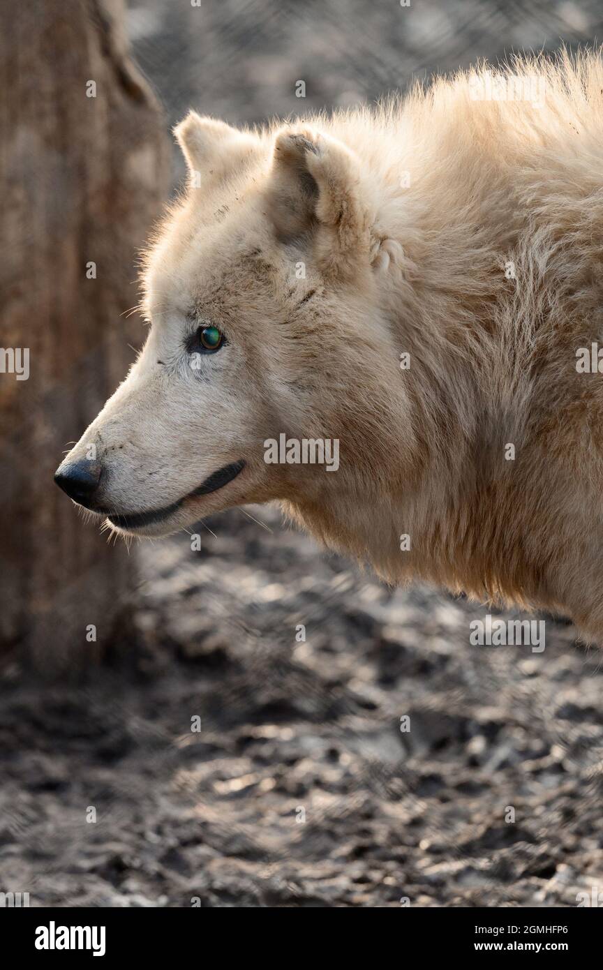 Animal life in a zoo, white and predatory wolves, zoos of Ukraine Stock ...