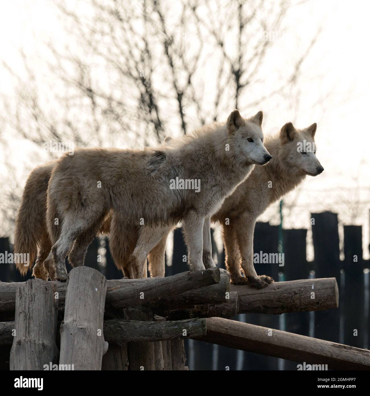A group of white wolves in a zoo, a white predator, howling wolves ...