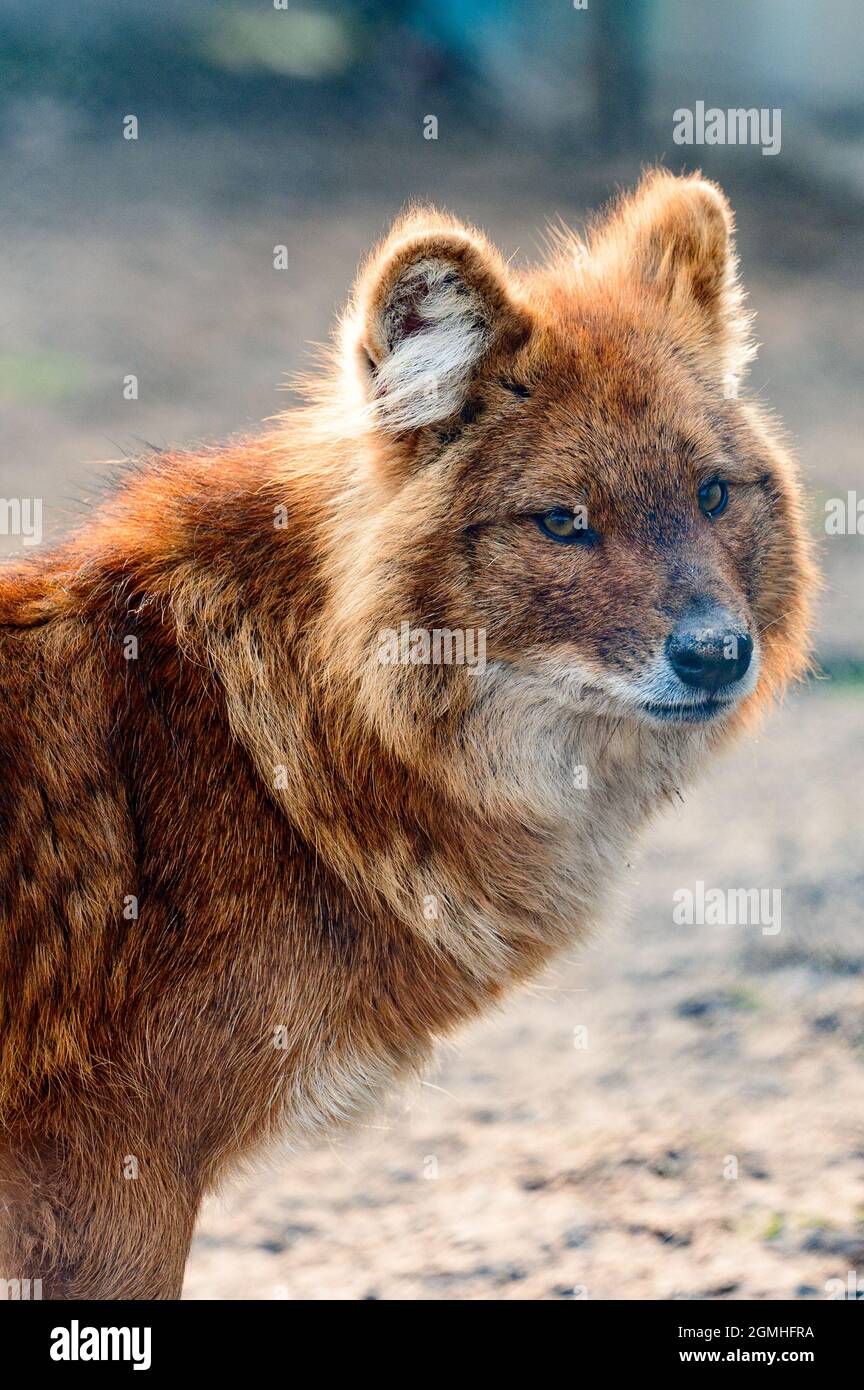 Red Wolf Pup Drawing