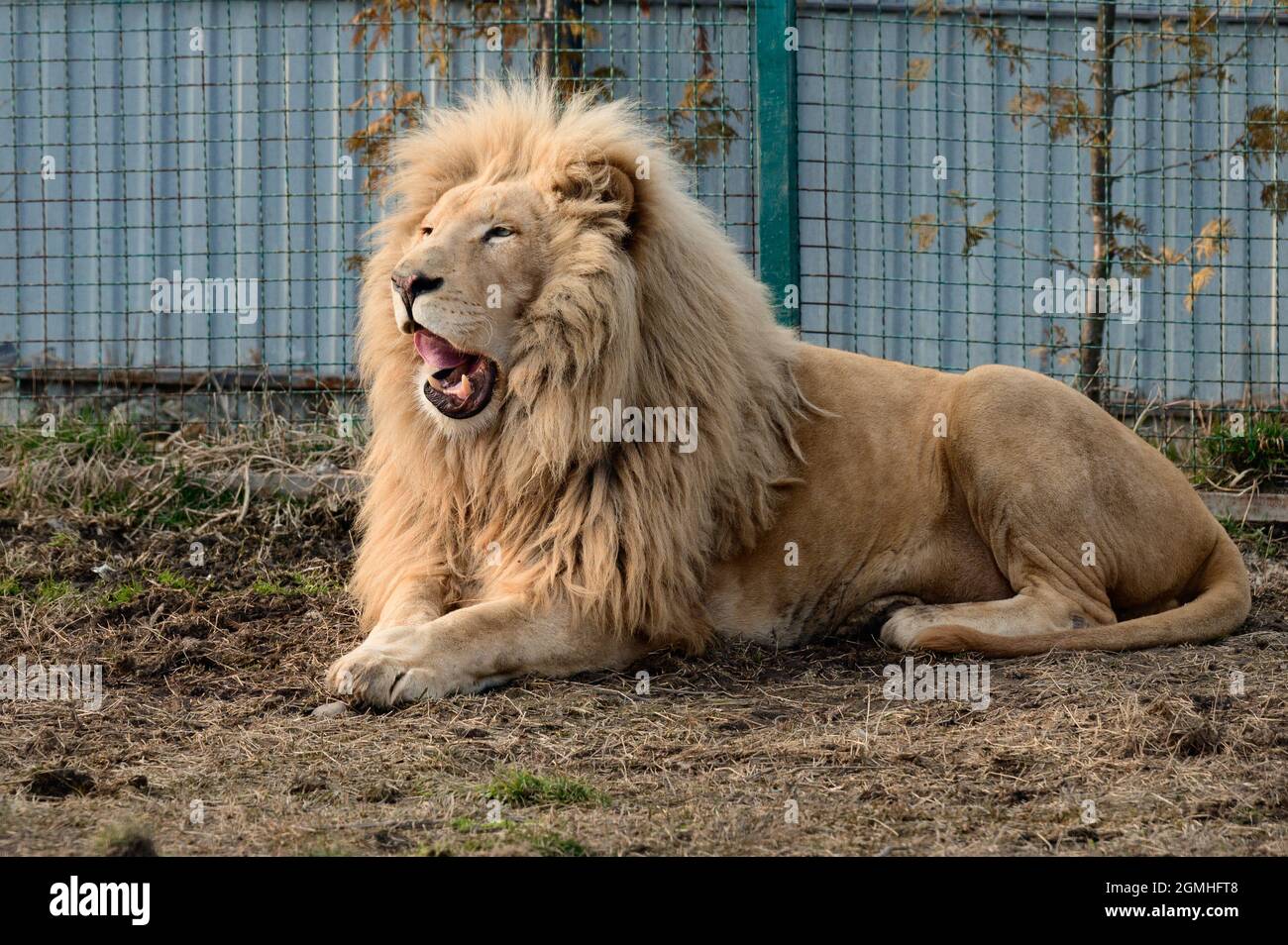 Rare and endangered species of white lions, the zoo and animal life in ...
