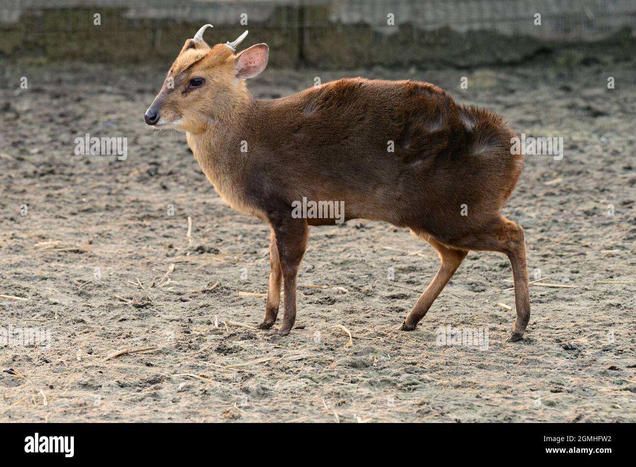 Small Chinese muntjaki in a zoo, an animal with small horns. new Stock ...