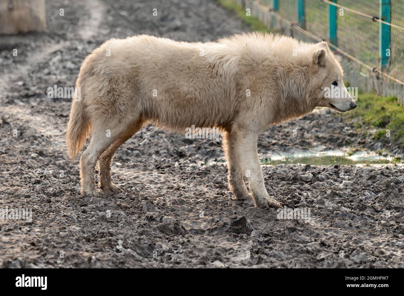 Animal life in a zoo, white and predatory wolves, zoos of Ukraine Stock ...