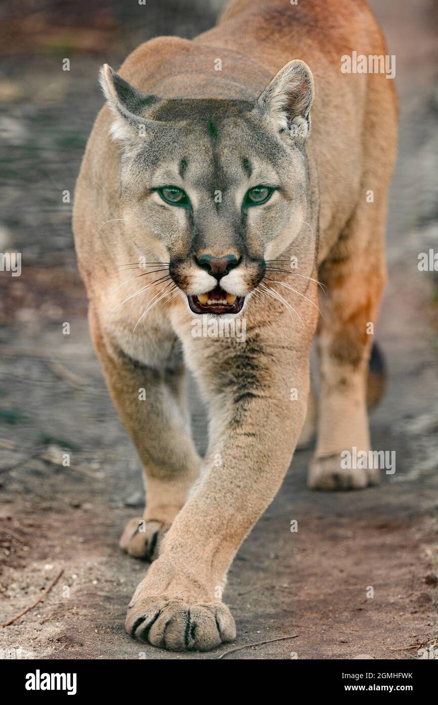 Puma, a beautiful predator and a resident of the zoo, a dangerous ...