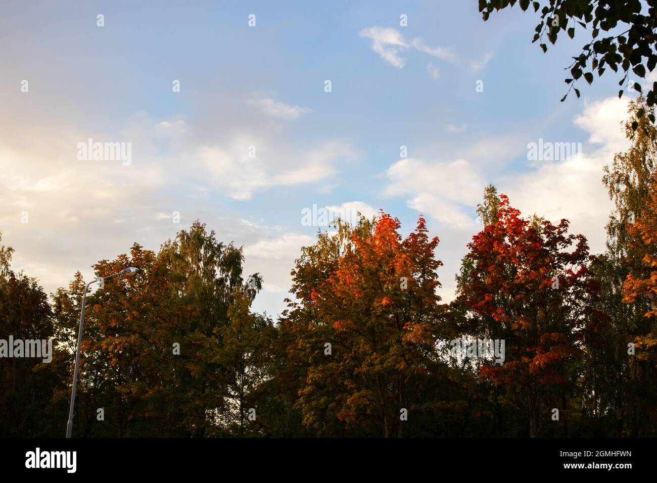 Fall tree tops sunset hi-res stock photography and images - Alamy