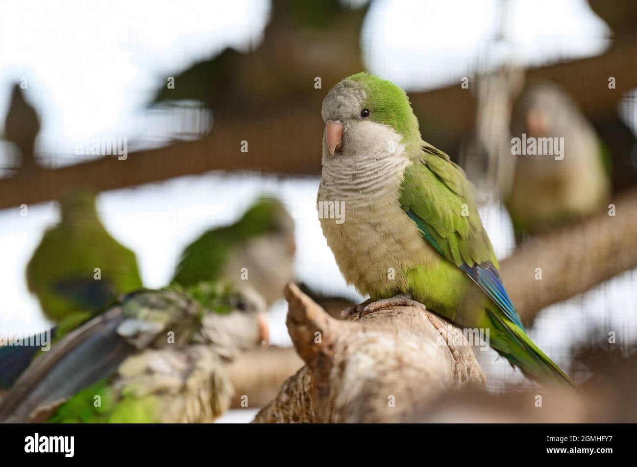 monk parrot in zoo cages, colorful and funny birds, heat-loving birds ...