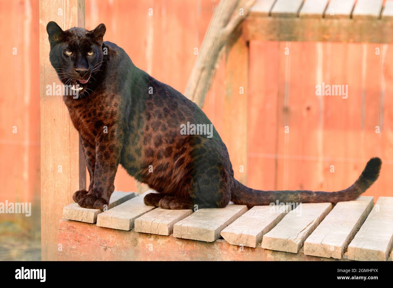 Spotted panther, dangerous predator, panther in the zoo, limpopo zoo ...
