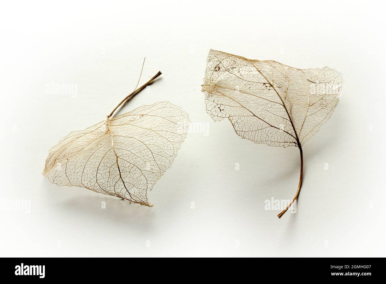 Botany textured Cut Out Stock Images & Pictures - Alamy