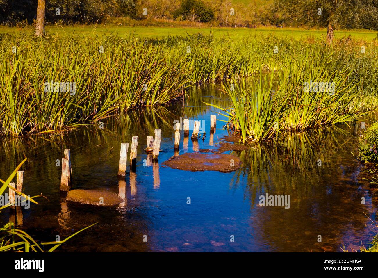 River Coln near Coln St Aldwyn Stock Photo - Alamy
