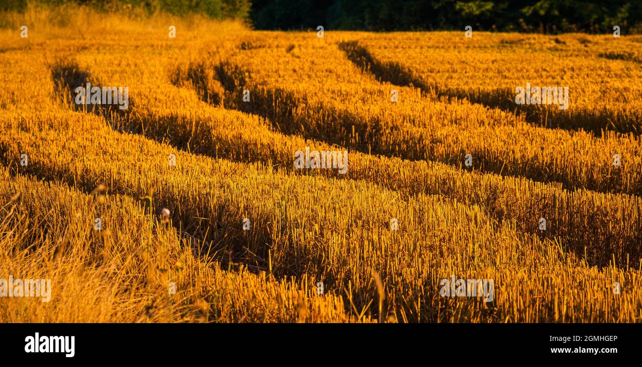 Recently cut corn field near Bibury, Gloucestershire Stock Photo - Alamy