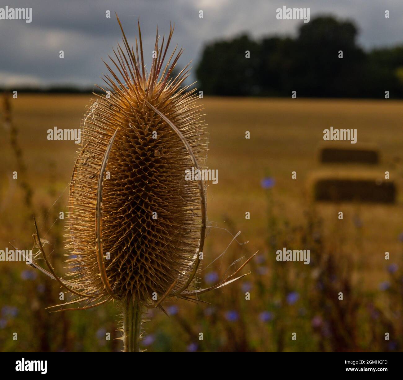 Thistle thorns hi-res stock photography and images - Alamy