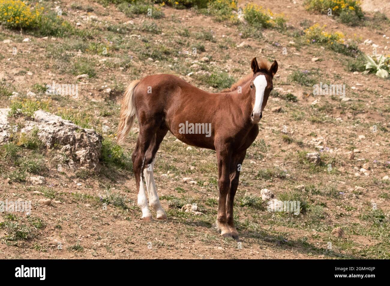 Colt with white blaze hi-res stock photography and images - Alamy