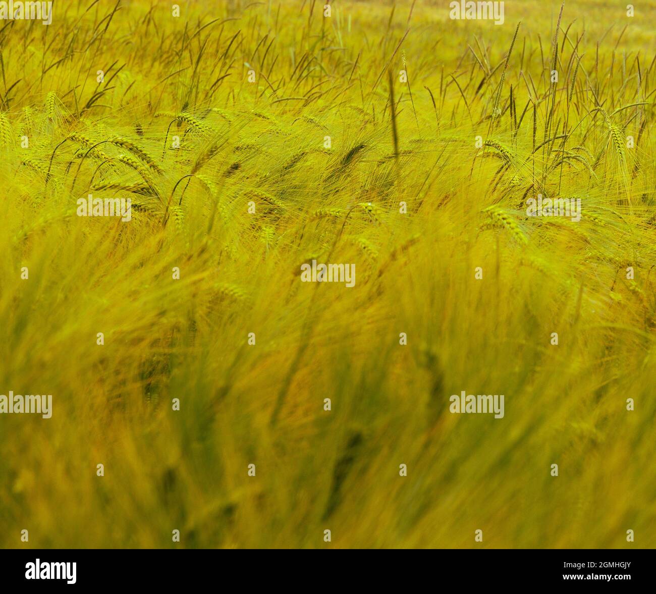 Waves of Corn Stock Photo - Alamy