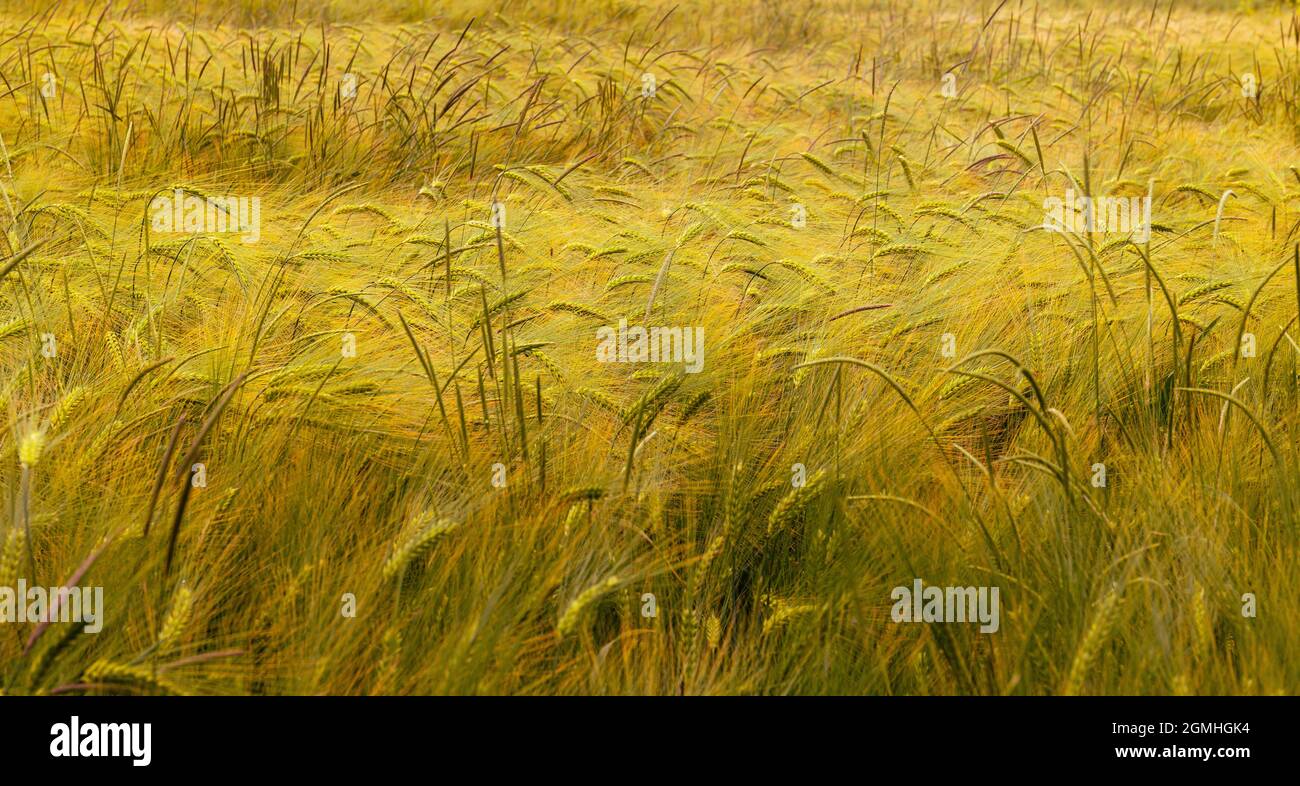 Waves of Corn Stock Photo - Alamy