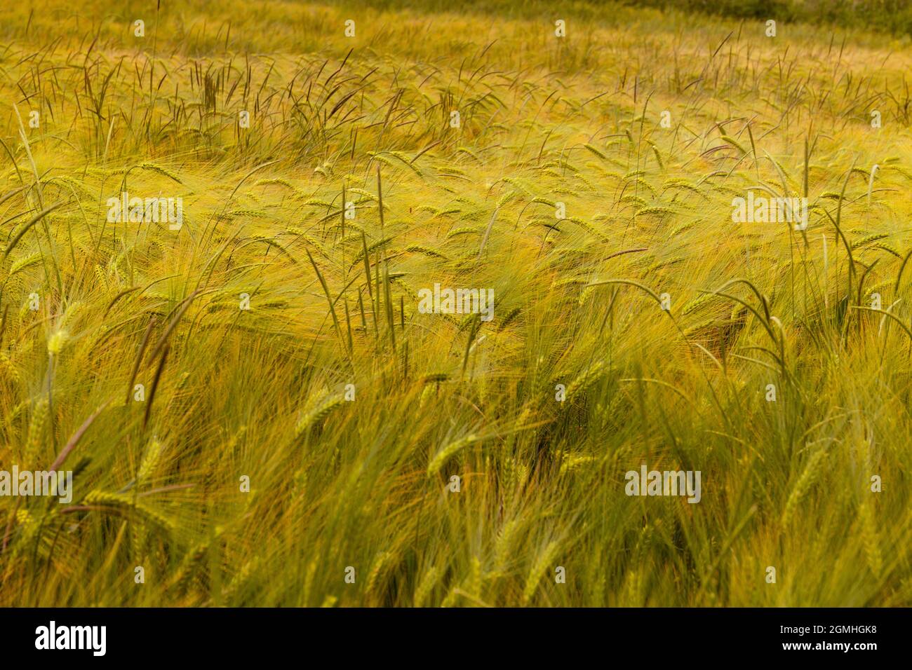 Waves of Corn Stock Photo - Alamy