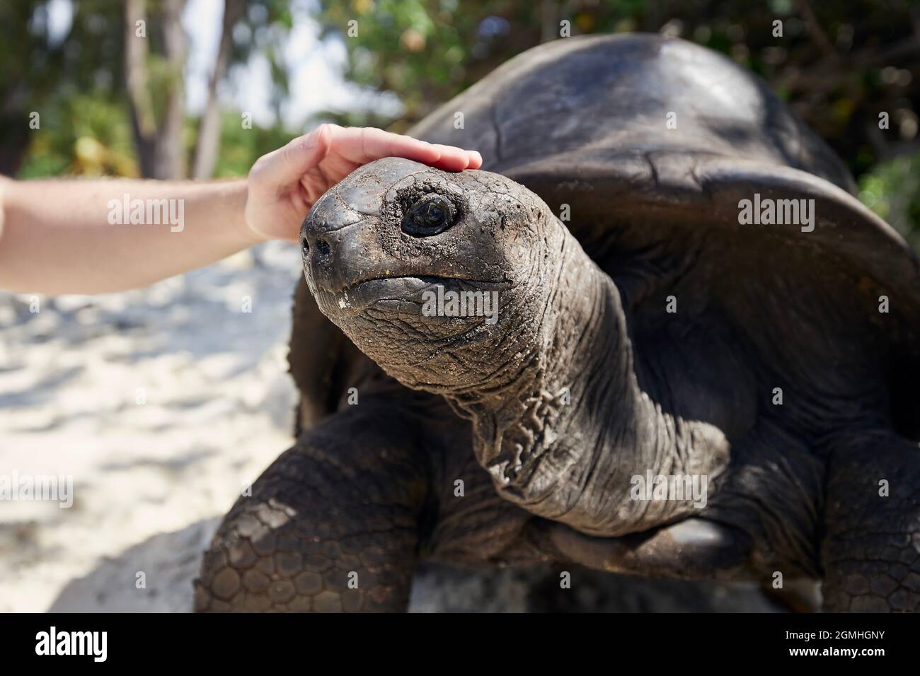 Close-up view of human hand stroking Aldabra giant tortoise on head ...