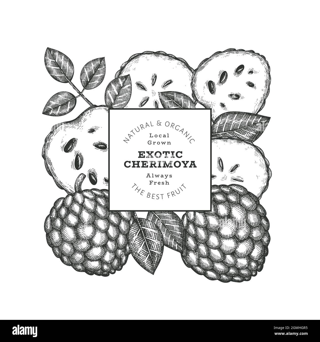 Hand drawn sketch style cherimoya banner. Organic fresh fruit vector ...