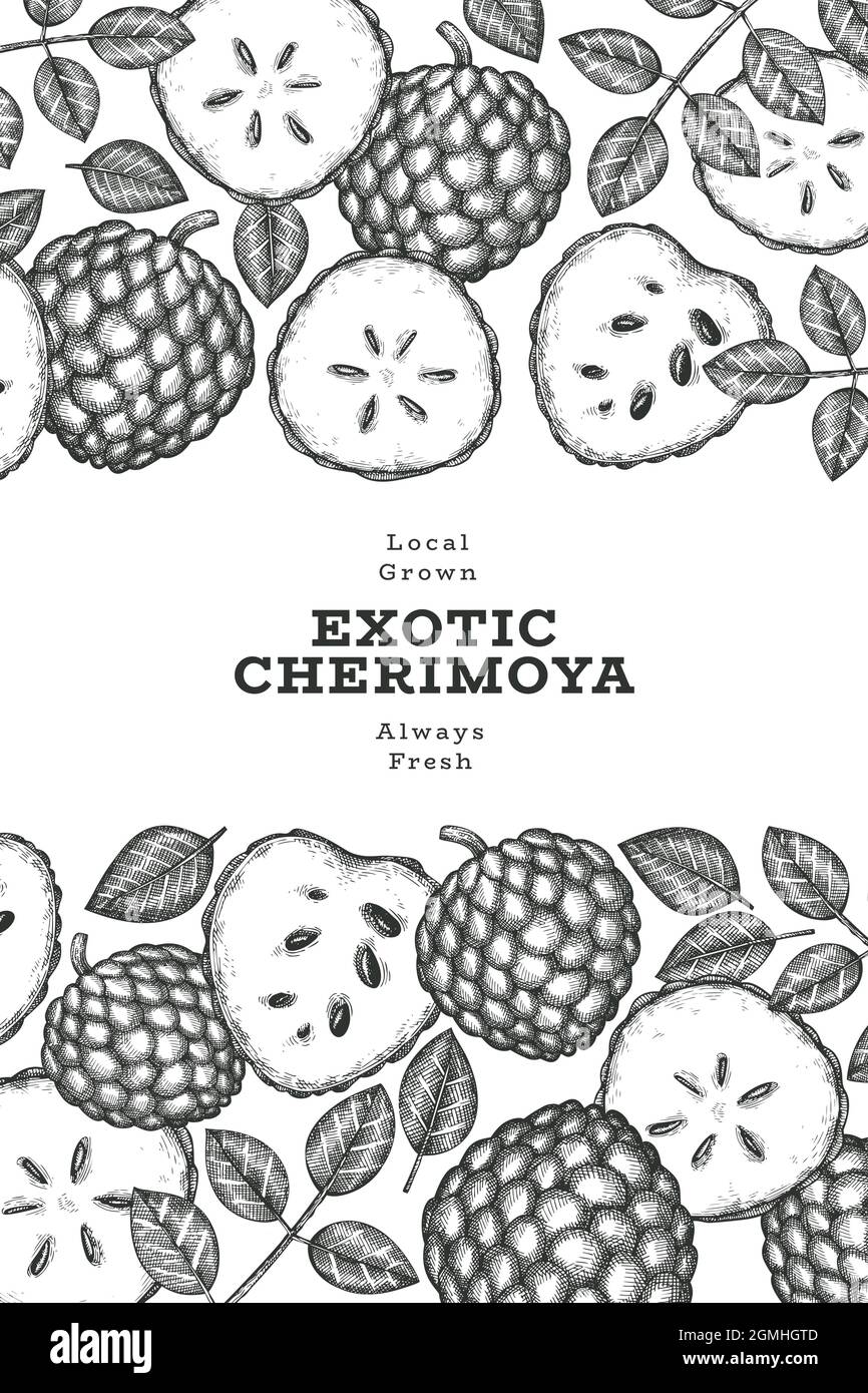Hand drawn sketch style cherimoya banner. Organic fresh fruit vector ...