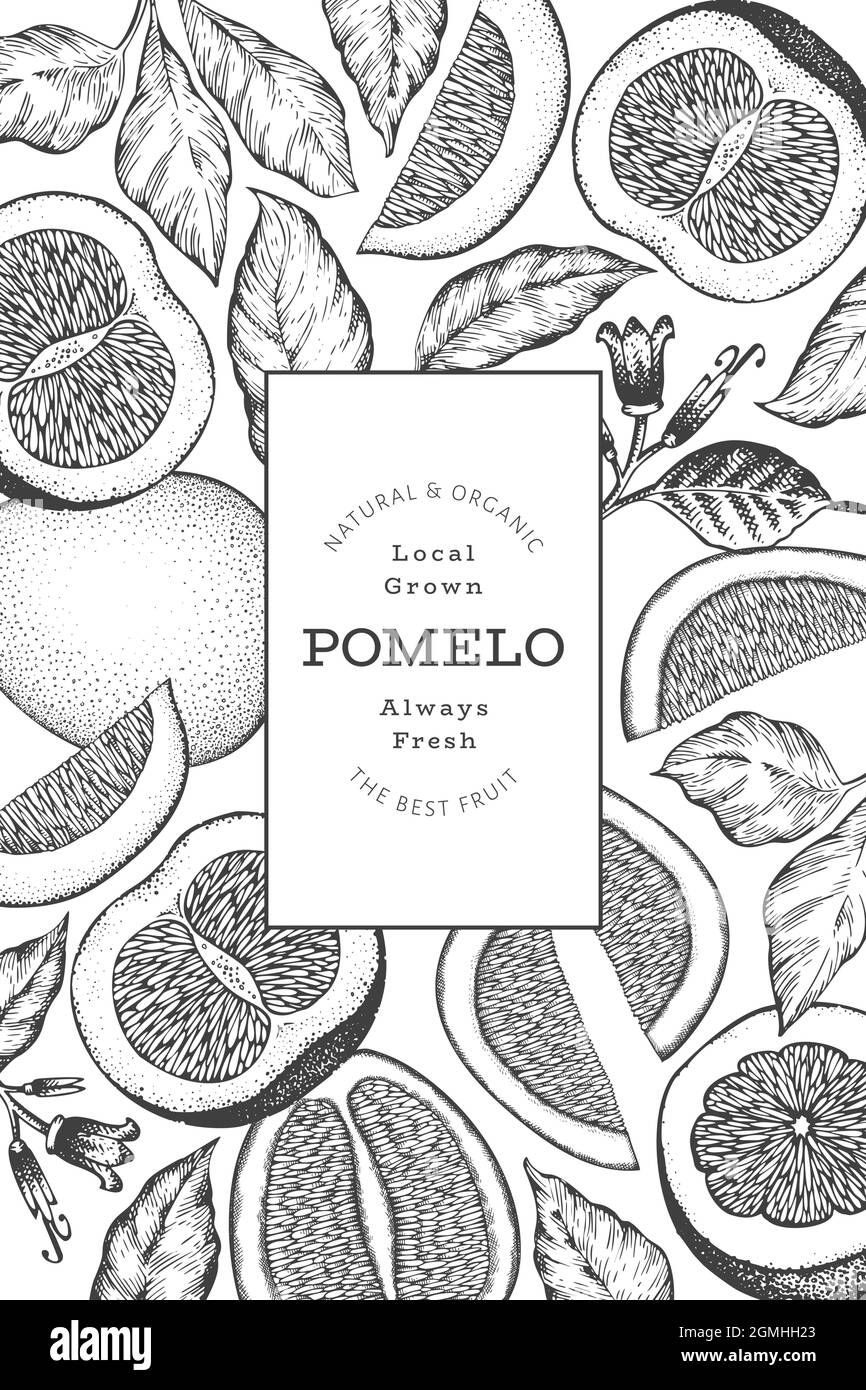 Hand drawn sketch style pomelo banner. Organic fresh fruit vector ...