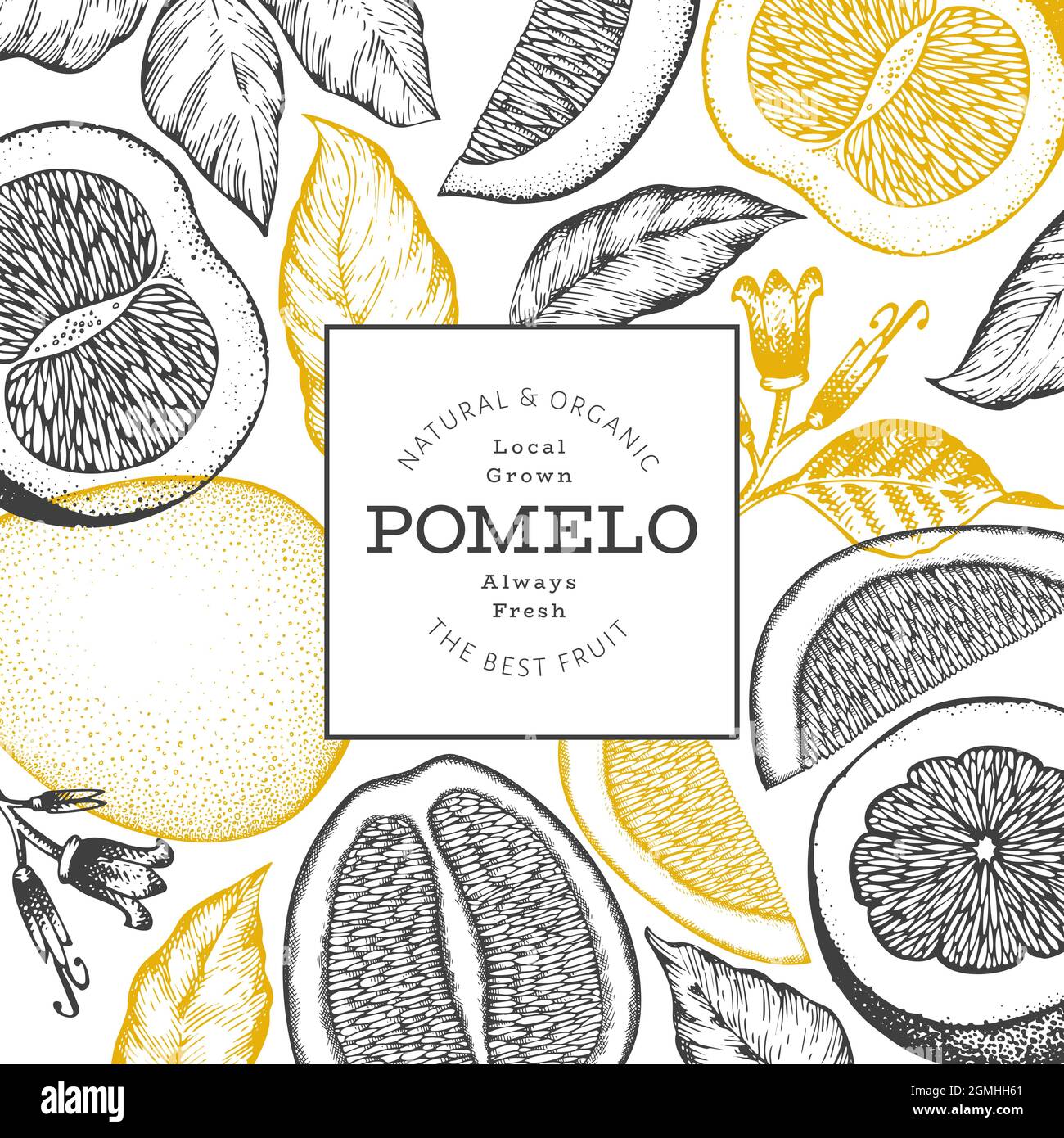 Hand drawn sketch style pomelo banner. Organic fresh fruit vector ...