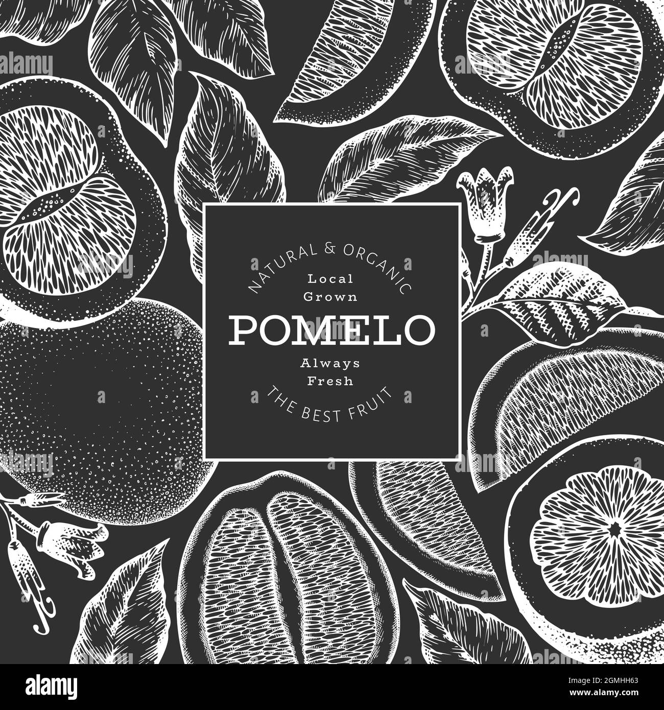 Hand drawn sketch style pomelo banner. Organic fresh fruit vector ...