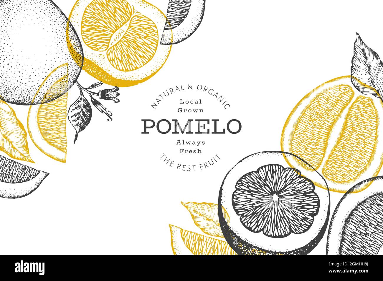 Hand drawn sketch style pomelo banner. Organic fresh fruit vector ...