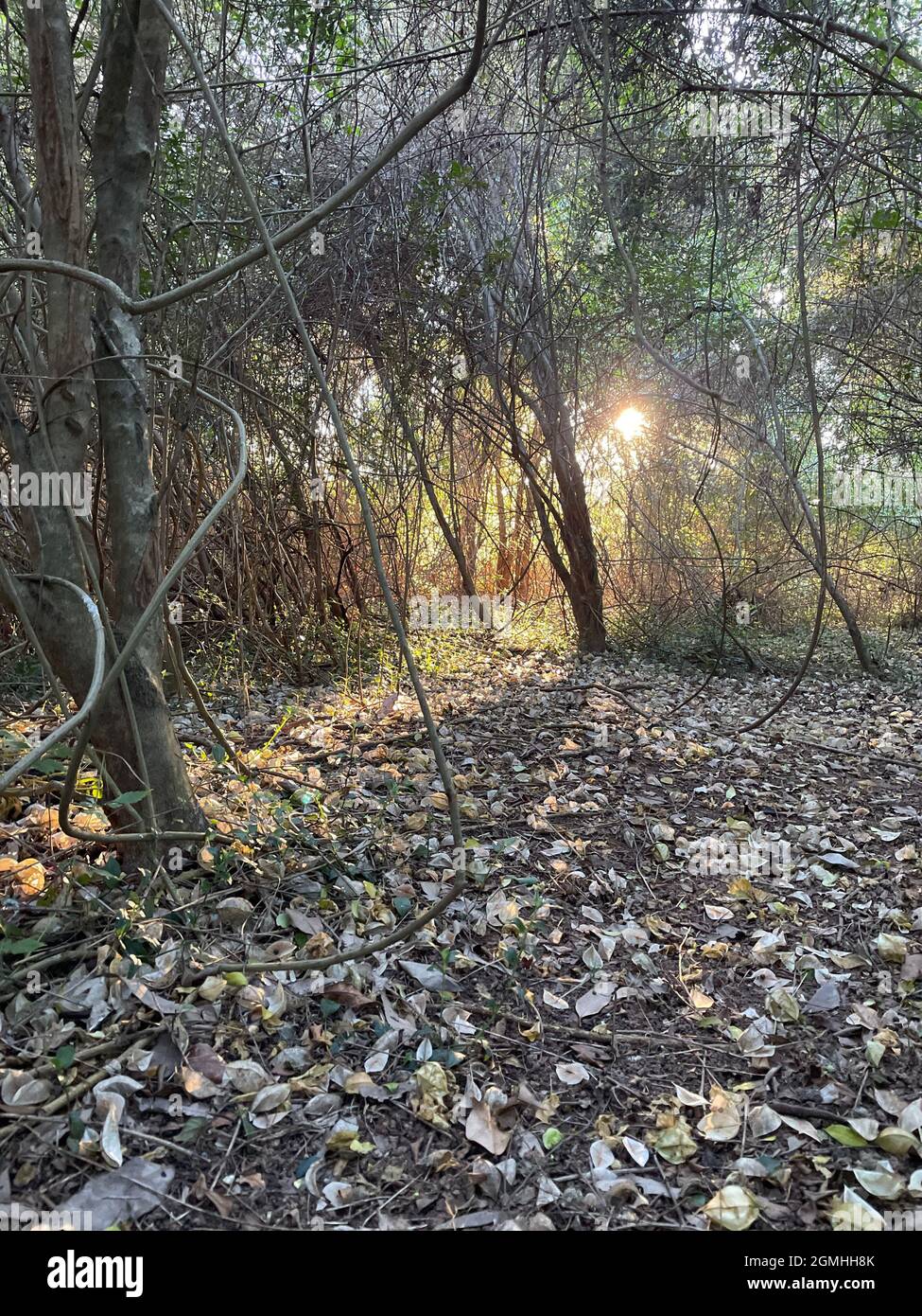 sun streaming through trees in a bushy forest area Stock Photo - Alamy