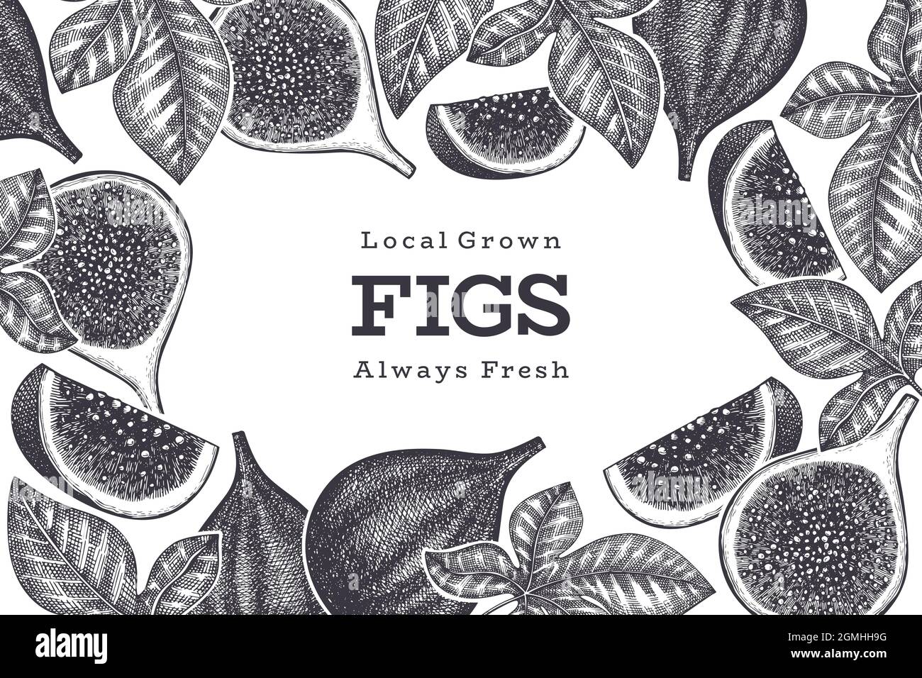 Hand drawn fig fruits design template. Organic fresh food vector ...