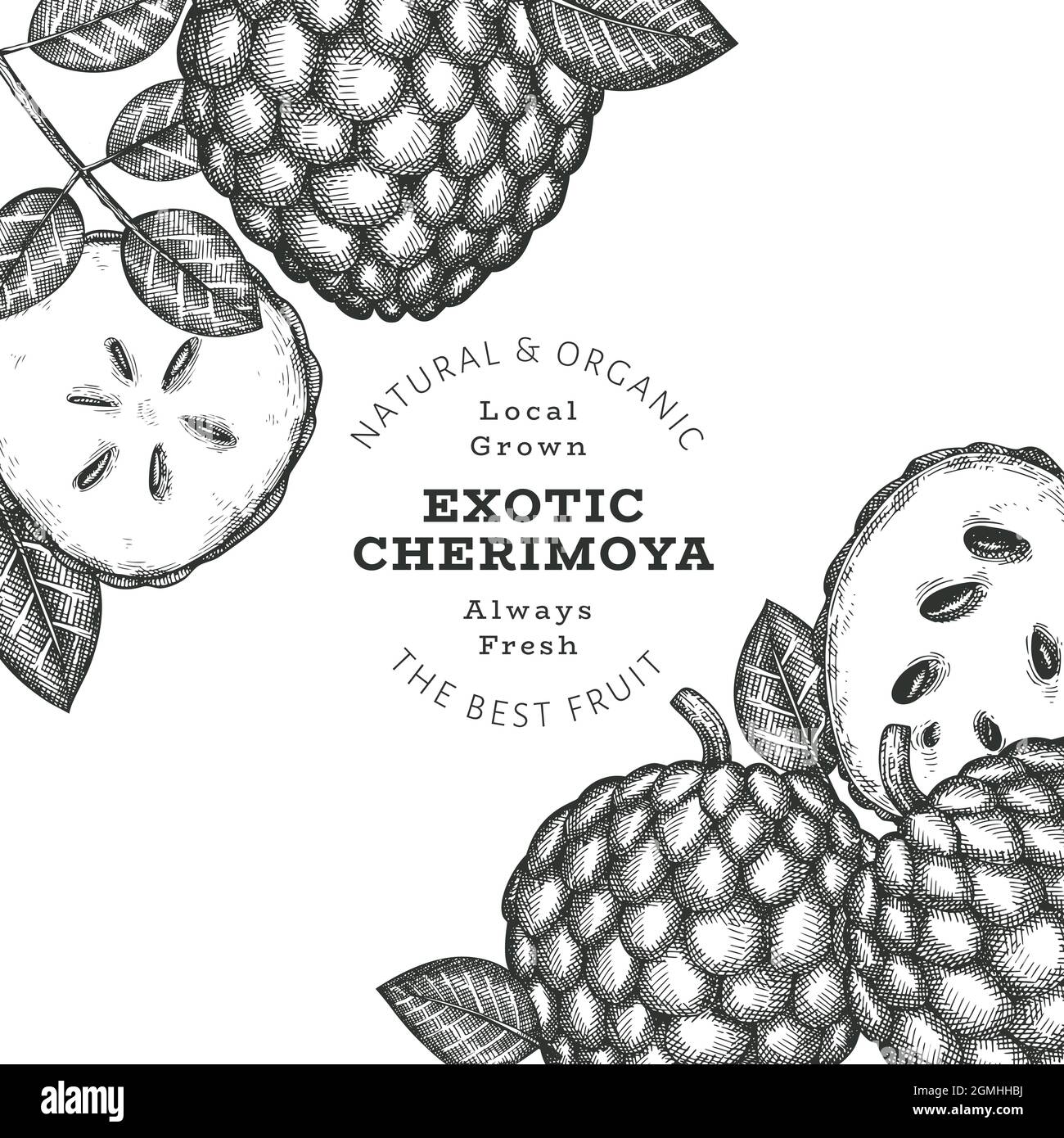 Hand drawn sketch style cherimoya banner. Organic fresh fruit vector ...