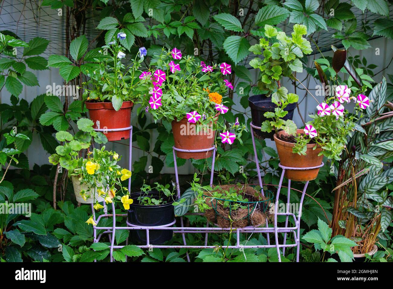 Flowers in clay cachepot on a stand as garden decoration Stock Photo ...