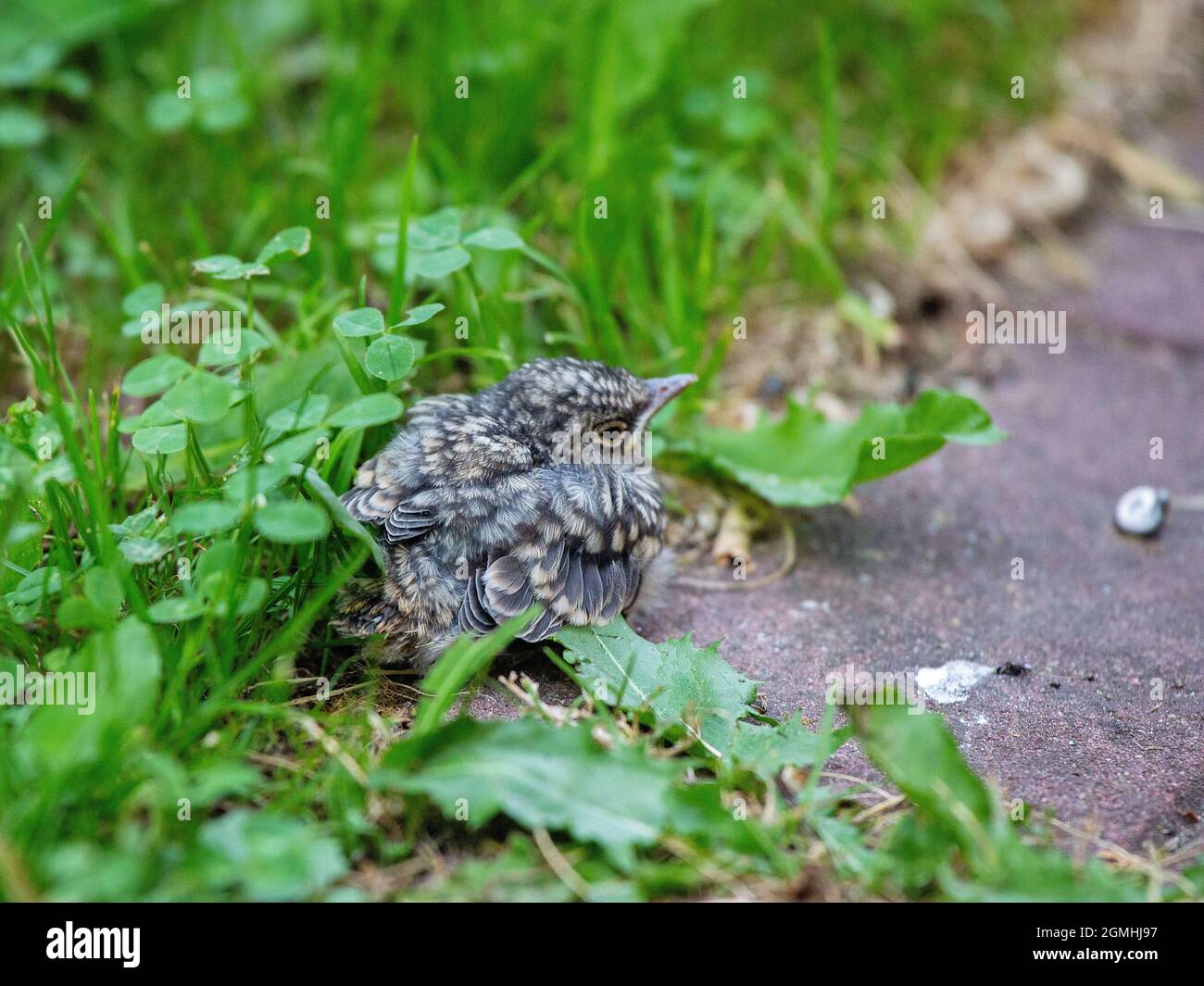 Fieldfare chick first jumped out of the nest Stock Photo - Alamy