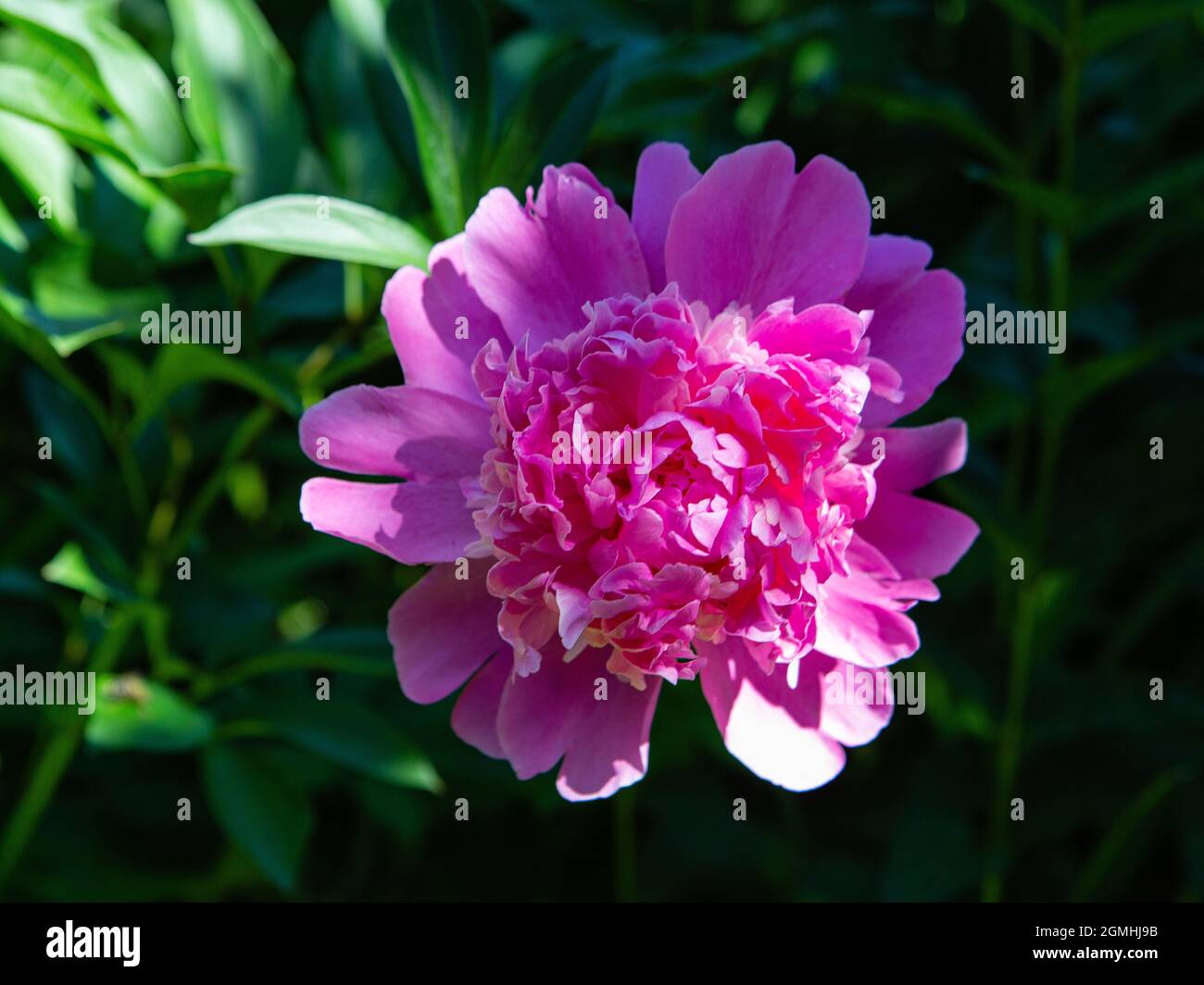 Peonies garden hi-res stock photography and images - Alamy