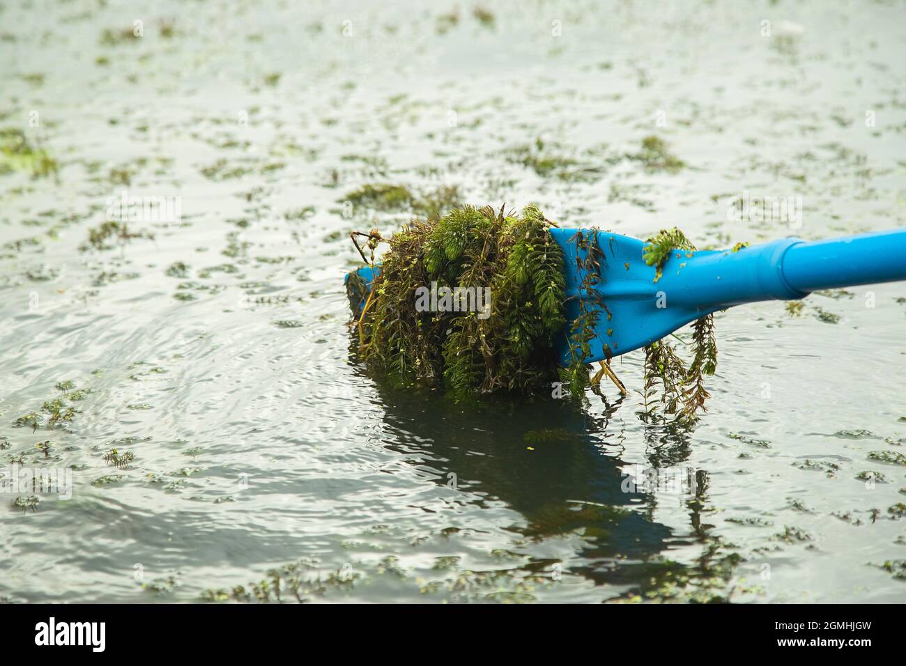 Algae cover pond hi-res stock photography and images - Alamy