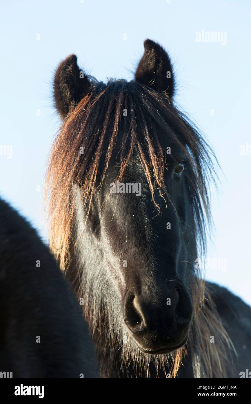 Horse breed farm hi-res stock photography and images - Alamy