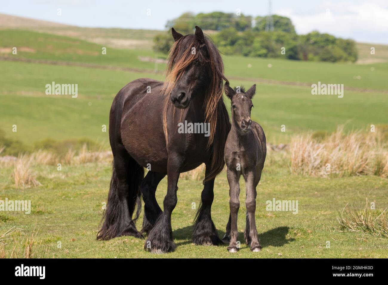 Fell pony with foal, Greenholme stud, Stoney Gill Farm, Shap, Cumbria ...