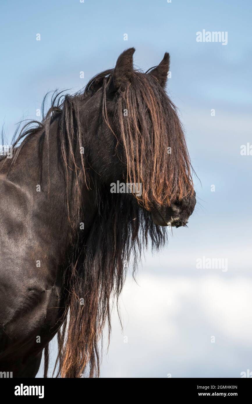 Fell pony, Greenholme stud, Stoney Gill Farm, Shap, Cumbria Stock Photo ...