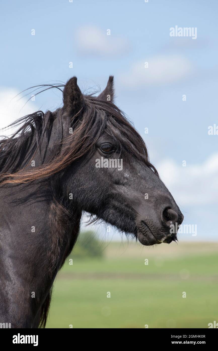 Fell pony, Greenholme stud, Stoney Gill Farm, Shap, Cumbria Stock Photo ...