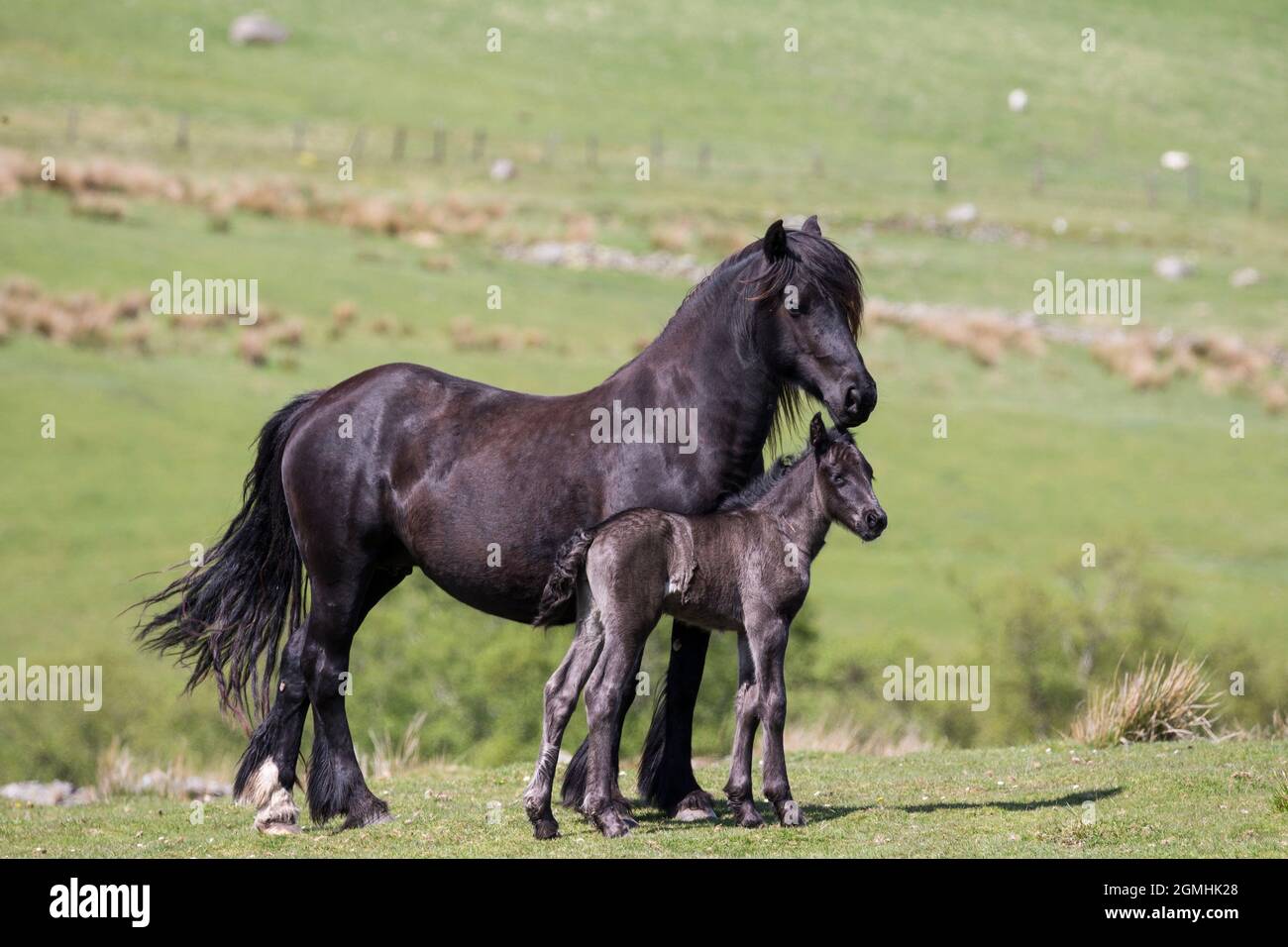 Greenholme hi-res stock photography and images - Alamy