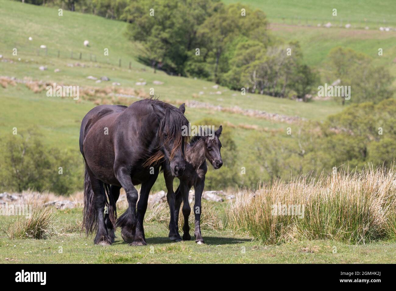 Fell pony with foal, Greenholme stud, Stoney Gill Farm, Shap, Cumbria ...