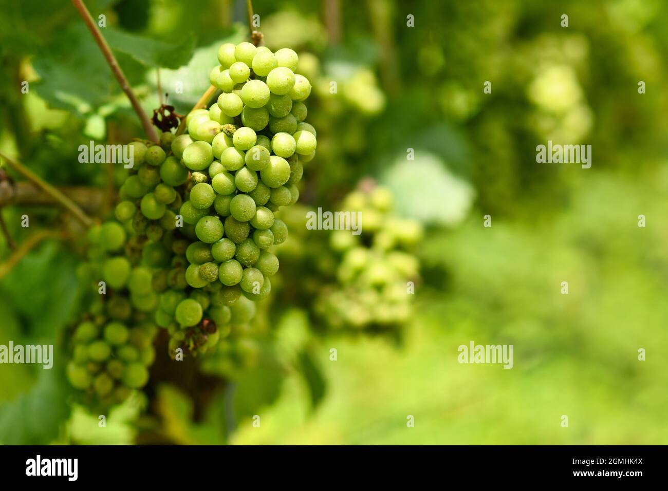 Bunch of grapes wine growing hi-res stock photography and images - Alamy