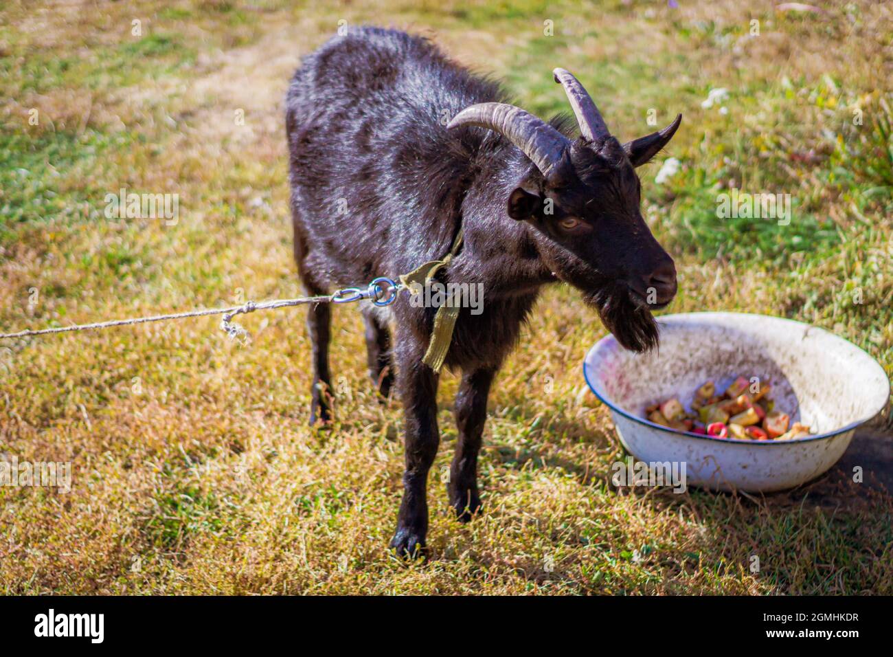 Cute baby goat chewing grass hi-res stock photography and images - Alamy