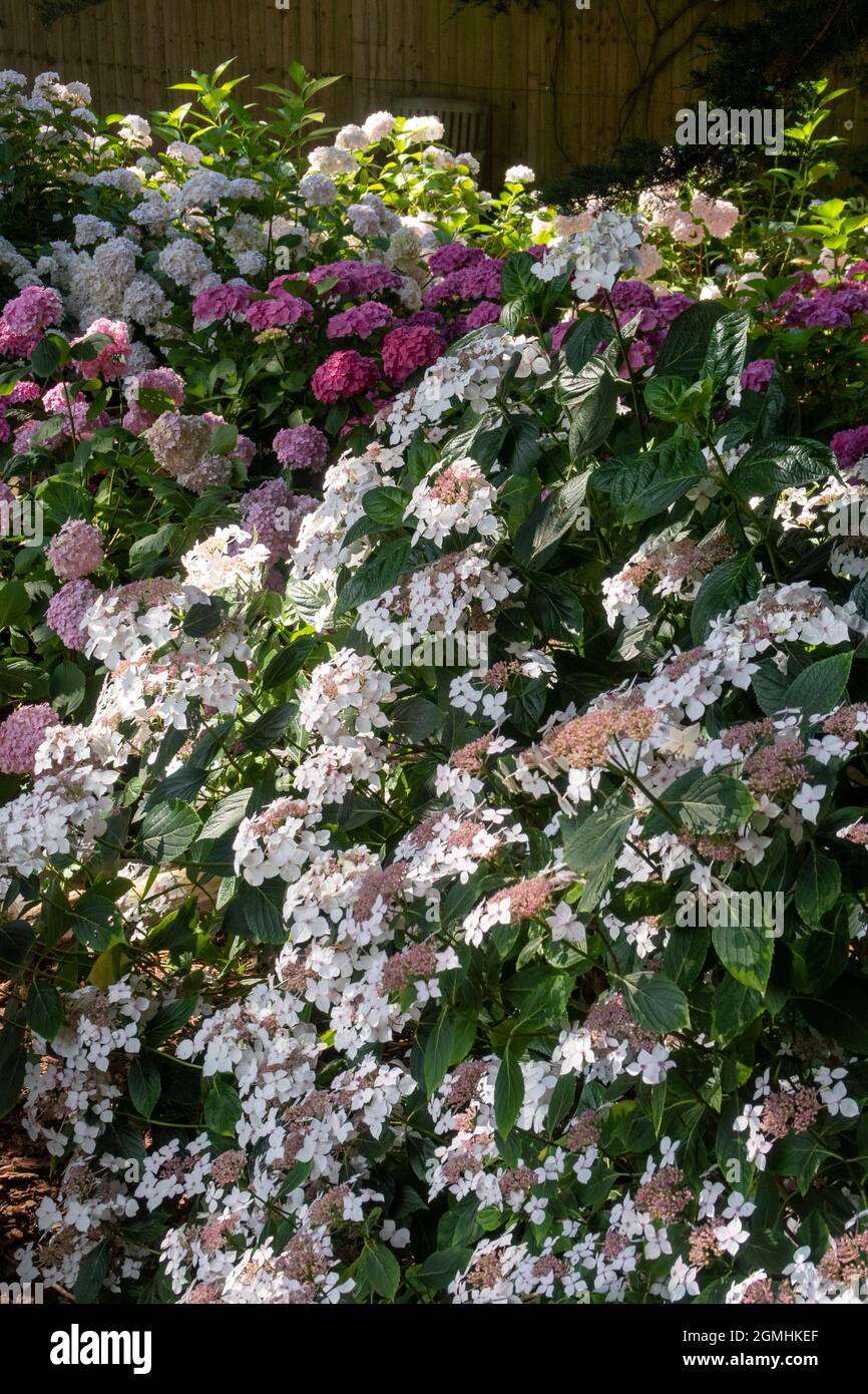 Garden hydrangea lace cap hydrangea hi-res stock photography and images ...