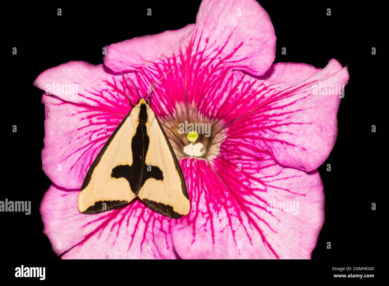 Clymene Moth (Haploa clymene Stock Photo - Alamy