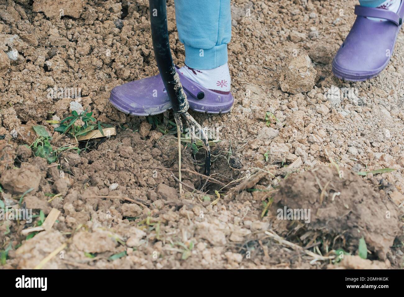 The girl digs the soil with a pitchfork in the garden to prepare a hole ...