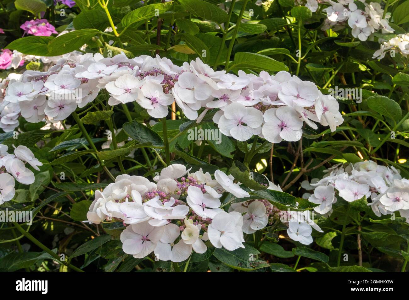 Hydrangea Macrophylla Teller High Resolution Stock Photography and ...