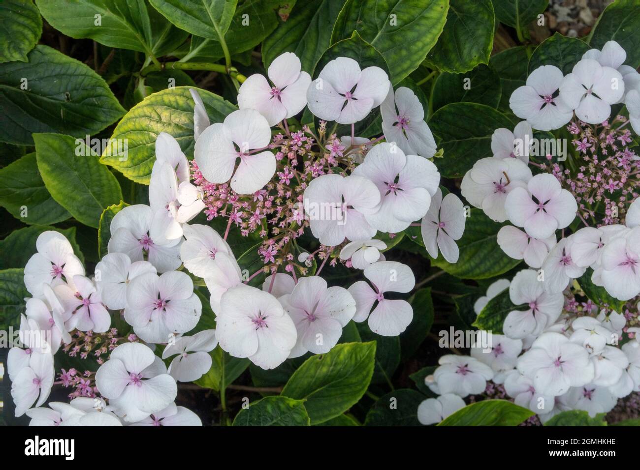 Lacecap hydrangea Teller White Stock Photo - Alamy