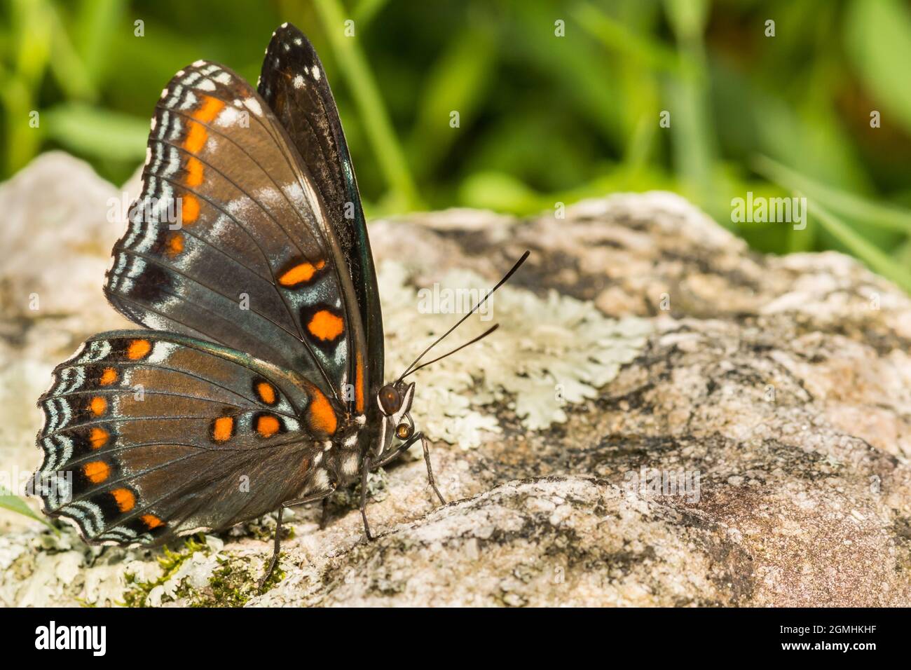 Purple spotted swallowtail hi-res stock photography and images - Alamy