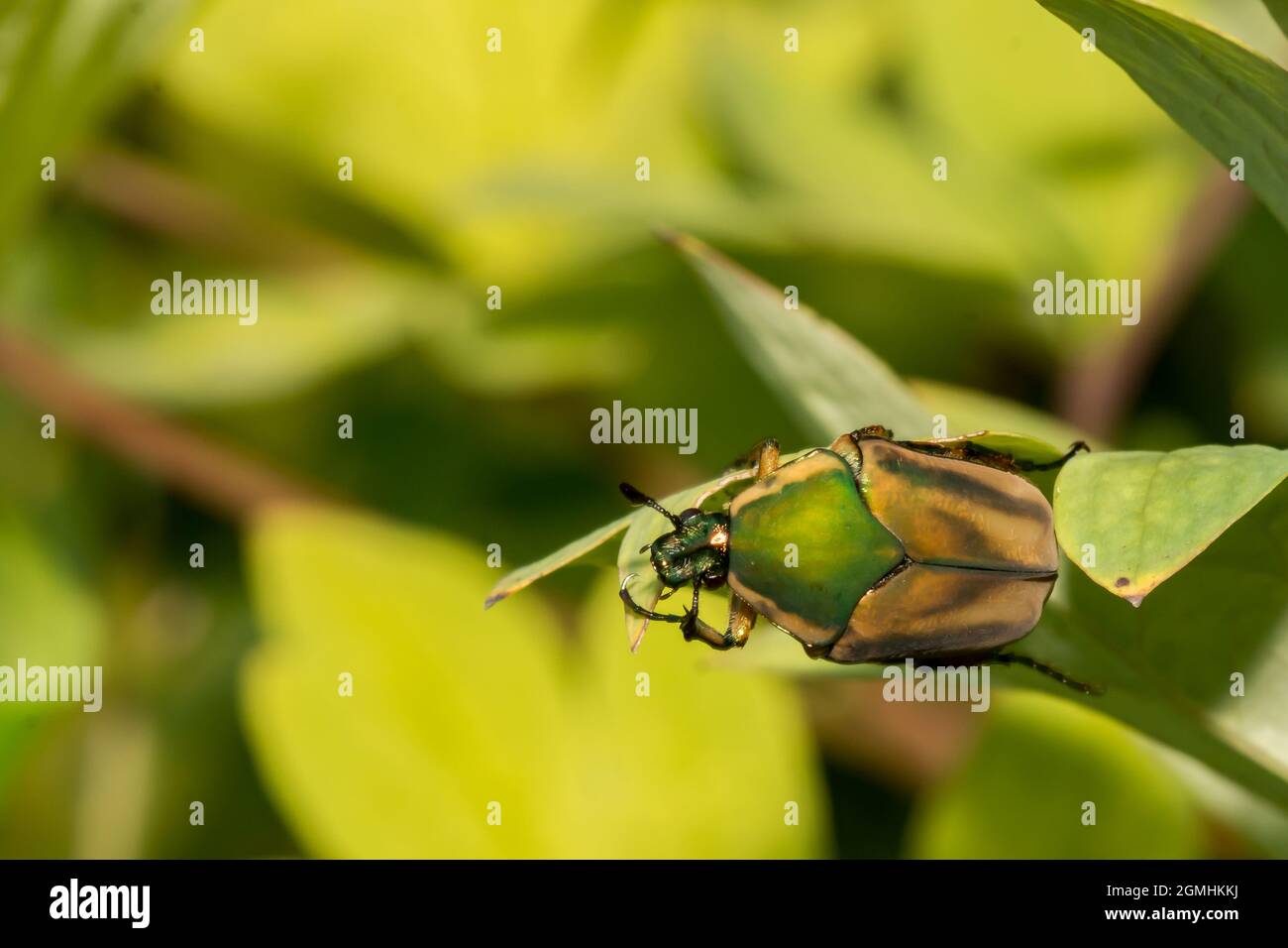 Green June Beetle (Cotinis nitida Stock Photo - Alamy